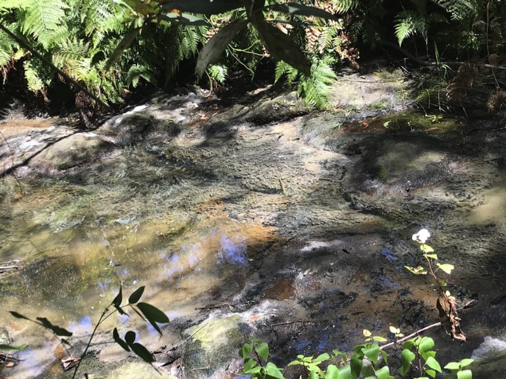 Sydney Water fined over Menai sewage overflow - Torch Publishing ... Sydney Water fined over Menai sewage overflow - Torch Publishing ...